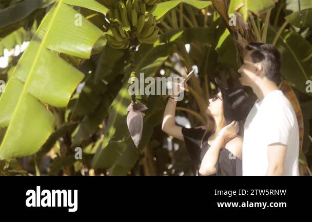 Couple exploring the nature - examining banana tree, flower and fruits ...