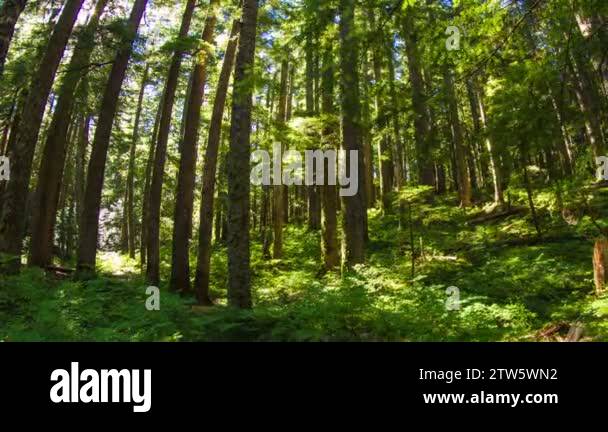 Foresting Stock Videos & Footage - HD and 4K Video Clips - Alamy
