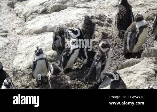 Penguin stretching Stock Videos & Footage - HD and 4K Video Clips - Alamy