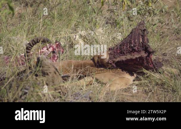 Rib of meat Stock Videos & Footage - HD and 4K Video Clips - Alamy