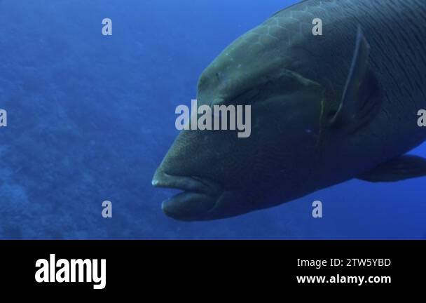Giant wrasse napoleon fish on dark blue background in Red sea of Egypt ...