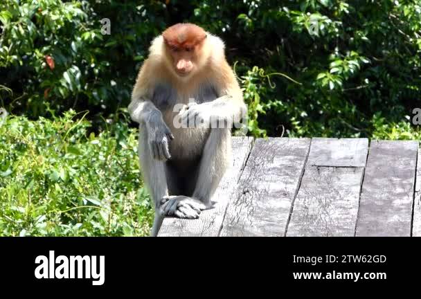 Female Proboscis monkey (Nasalis larvatus) eating on the feeding ...