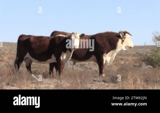 The range Stock Videos & Footage - HD and 4K Video Clips - Alamy