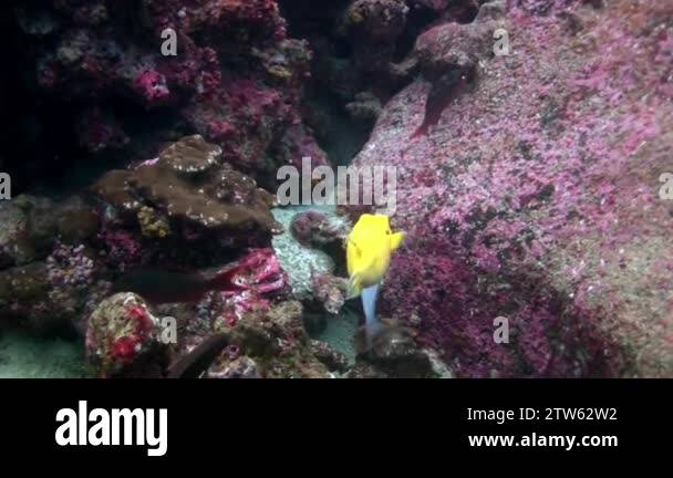 Bright yellow box Stock Videos & Footage - HD and 4K Video Clips - Alamy