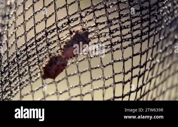 European stink bugs Stock Videos & Footage - HD and 4K Video Clips - Alamy