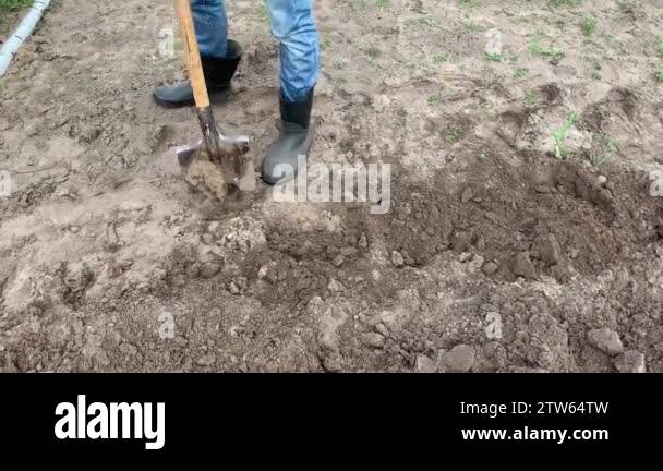 Farmer in rubber boots digging and flipping soil using shovel and ...