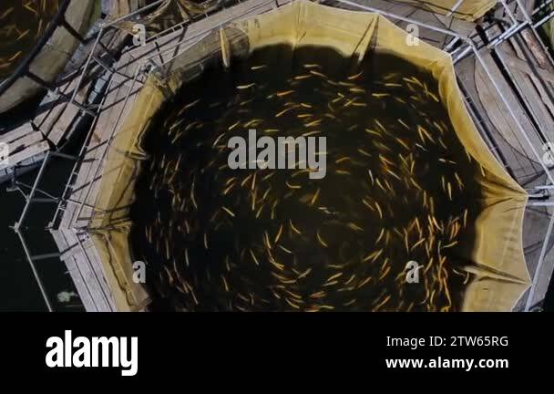 Rearing ponds Stock Videos & Footage - HD and 4K Video Clips - Alamy