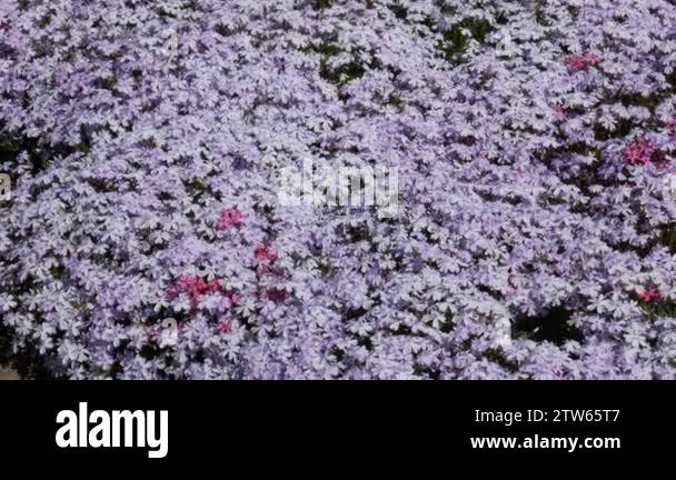 Glade clearing Stock Videos & Footage - HD and 4K Video Clips - Alamy