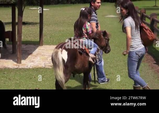Farm animals pony Stock Videos & Footage - HD and 4K Video Clips - Alamy