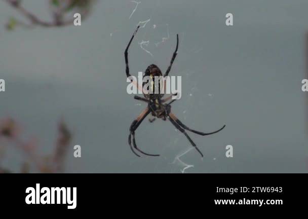 Spider wrapping Stock Videos & Footage - HD and 4K Video Clips - Alamy