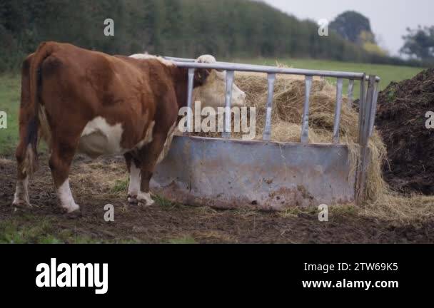 4K Bullock eating hay in the field, a farm in the English countryside ...