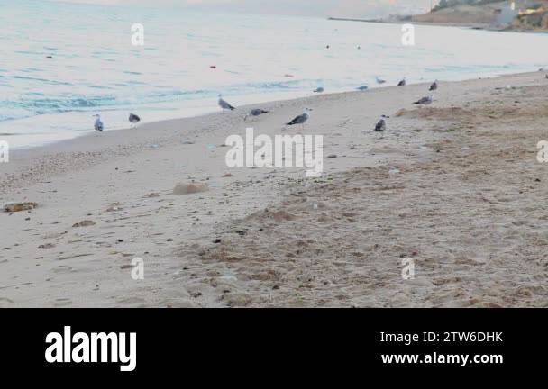 dog scared of seagulls on the beach Stock Video Footage - Alamy