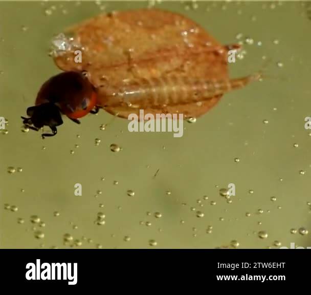 The larva of the predatory water beetle eats the beetle Coccinellidae ...