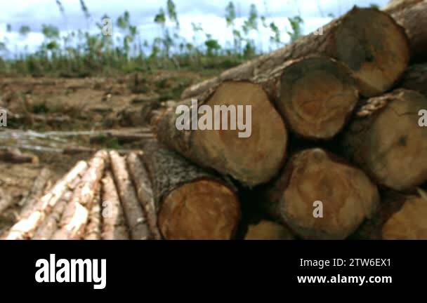 Fallen logs lie on territory of logging. Pile with cutted trunks Stock ...