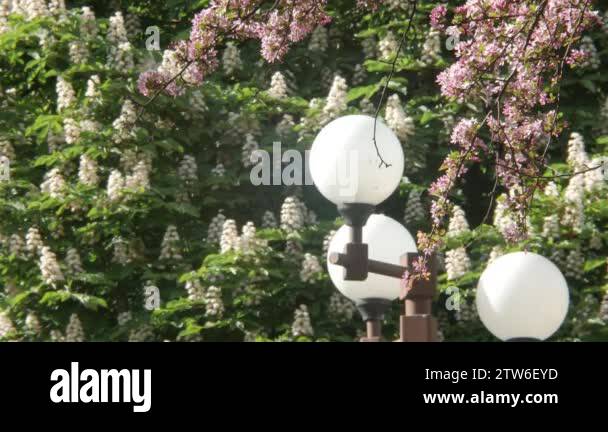 branches of the chestnut tree and purple Japanese Sakura cherry with ...