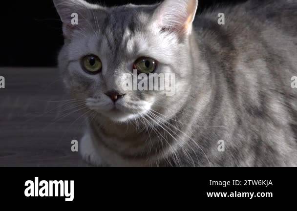 Scottish Cat Closeup. 4k Ultra HD Stock Video Footage - Alamy