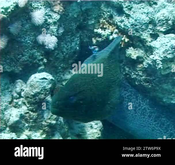Giant Morey eel (Gymnothorax sp.) is very common for Red sea. Red sea ...