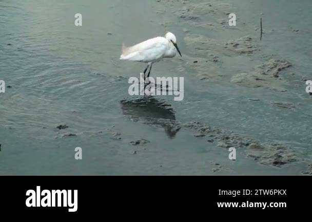 Catching small fish Stock Videos & Footage - HD and 4K Video Clips - Alamy