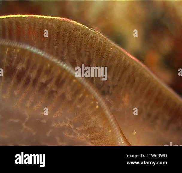 Ctenophores, Predatory comb jelly (Beroe ovata). Fauna of the Black Sea ...