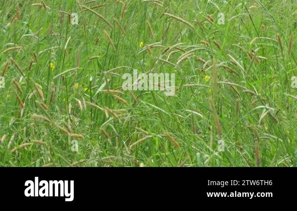 Timothy Stock Videos & Footage - HD and 4K Video Clips - Alamy