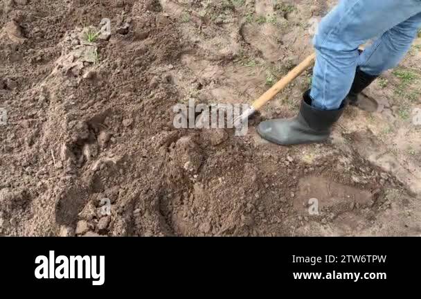 Farmer in rubber boots digging and flipping soil using shovel and ...