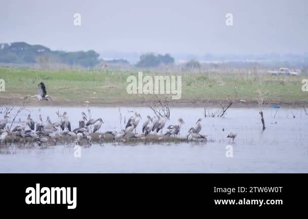 Stork bird group water Stock Videos & Footage - HD and 4K Video Clips - Alamy
