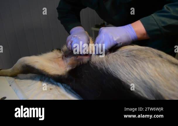 Abdominal cavity dog Stock Videos & Footage - HD and 4K Video Clips - Alamy