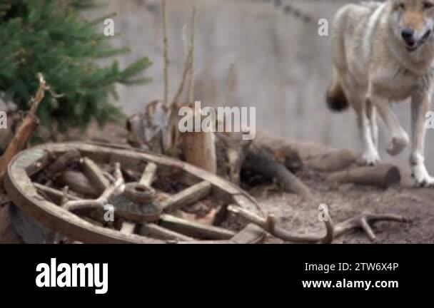 Wagon wheel by a tree Stock Videos & Footage - HD and 4K Video Clips ...