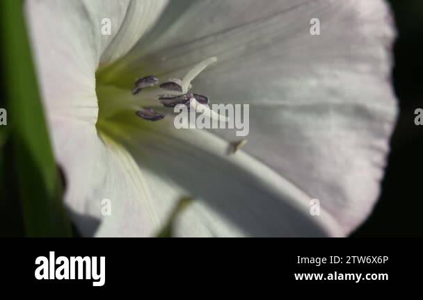 Muscles moves the trunk Stock Videos & Footage - HD and 4K Video Clips ...