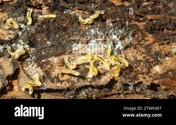 Bast tree Stock Videos & Footage - HD and 4K Video Clips - Alamy