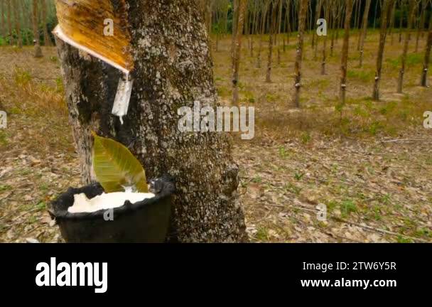 Plantation for the extraction of natural latex from rubber trees Stock ...