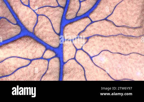 Snail circulatory system Stock Videos & Footage - HD and 4K Video Clips ...