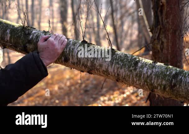 Man under tree in forest Stock Videos & Footage - HD and 4K Video Clips ...