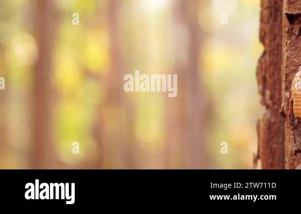 Dolly cicada stains on the bark of a large tree. Concept of life cycle ...