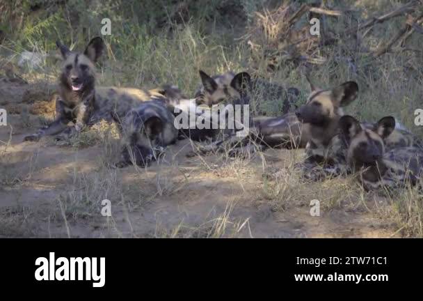 Hunting dogs pack Stock Videos & Footage - HD and 4K Video Clips - Alamy