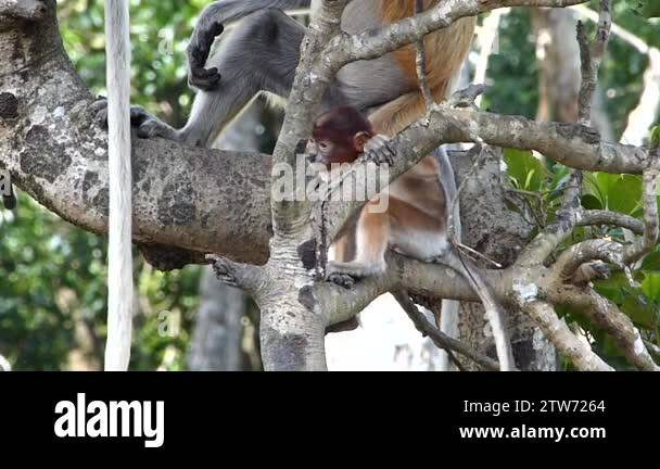 Baby Proboscis monkey (Nasalis larvatus) playing in a tree in Labuk Bay ...