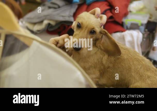 Nervous animals Stock Videos & Footage - HD and 4K Video Clips - Alamy