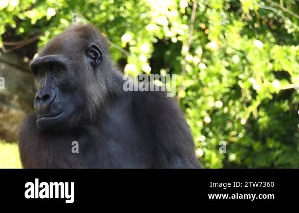 Gorillas are ground-dwelling, predominantly herbivorous apes that ...