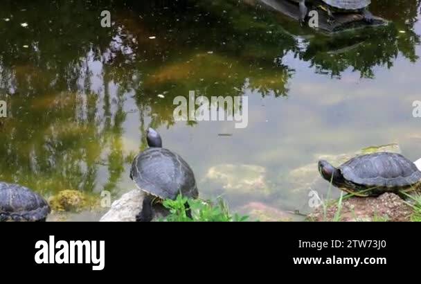 Turtles family sunbathing pond Stock Videos & Footage - HD and 4K Video Clips - Alamy