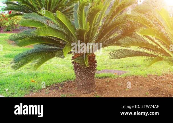 Metroxylon sagu, true sago palm, is species of palm in genus Metroxylon ...