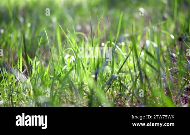 Garden light dew color color water Stock Videos & Footage - HD and 4K ...