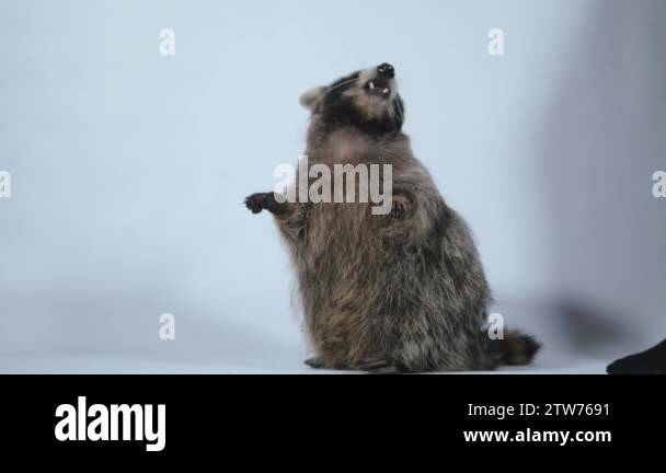 Raccoon eating mouse Stock Videos & Footage - HD and 4K Video Clips - Alamy