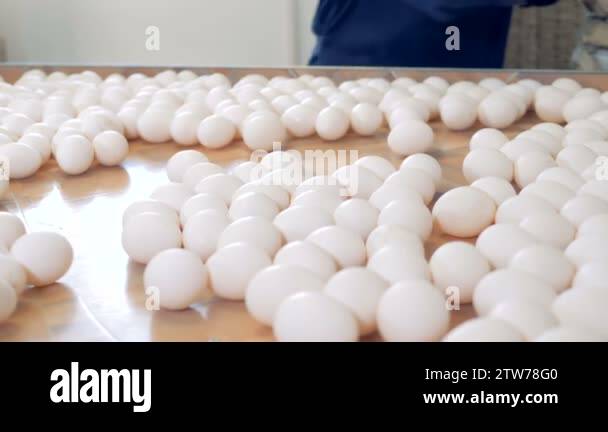 Chicken farm poultry workers sorting eggs at factory conveyor Stock ...