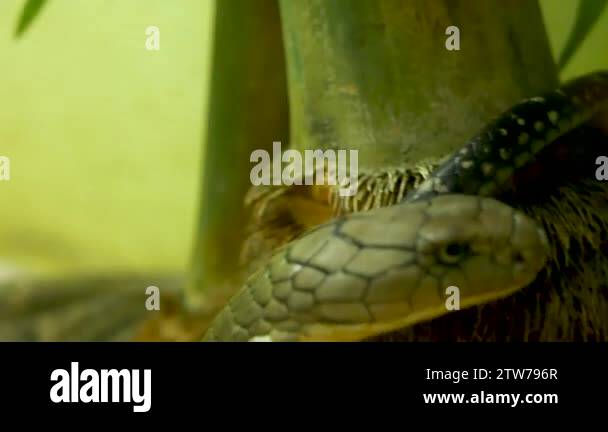 King cobra skin Stock Videos & Footage - HD and 4K Video Clips - Alamy