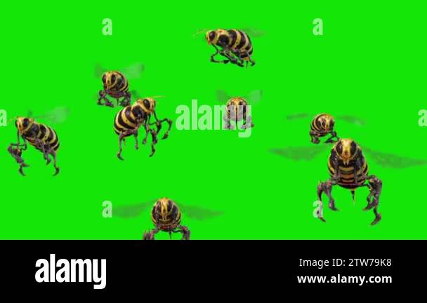 Swarm of Bees Wasps Fly Green Screen 3D Renderings Animations Stock ...