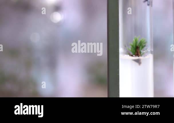 Plant tissue culture lab Stock Videos & Footage - HD and 4K Video Clips ...
