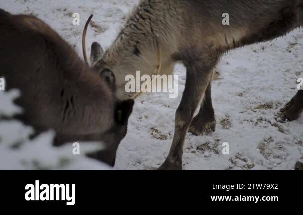 Reindeer (Rangifer tarandus), also known as caribou in North America ...