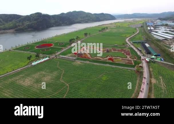 Yuchae Canola Flower Festival in Namji, Changnyeong, South Korea, Asia ...