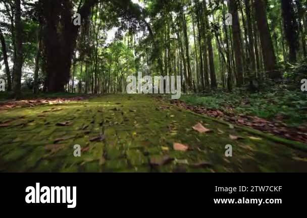 Paving slabs overgrown with moss. Walk through rainforest path Stock ...