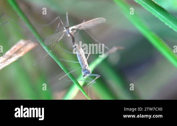 Mosquito mating Stock Videos & Footage - HD and 4K Video Clips - Alamy